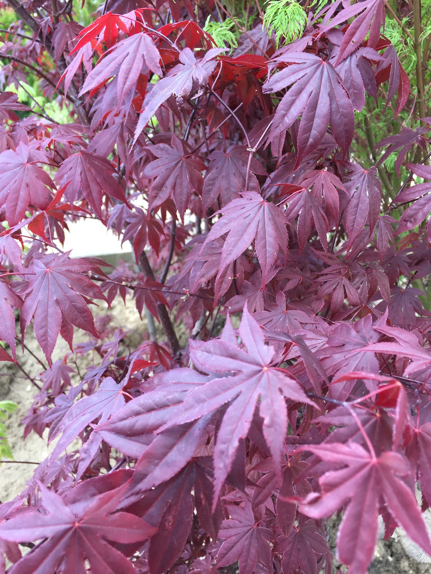 Japán juhar :: Larixfaiskola