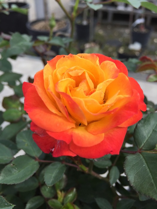 Rumba rózsa (Rosa 'Rumba') :: Larixfaiskola