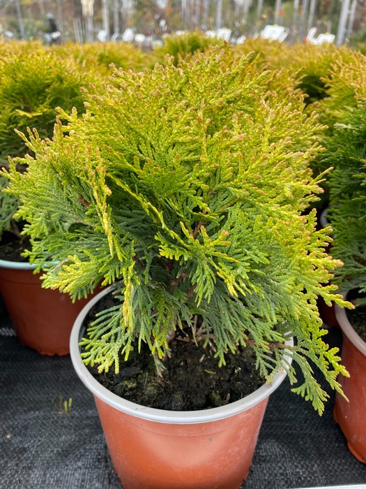 Törpe arany nyugati gömb tuja (Thuja occidentalis 'Mirjam ...