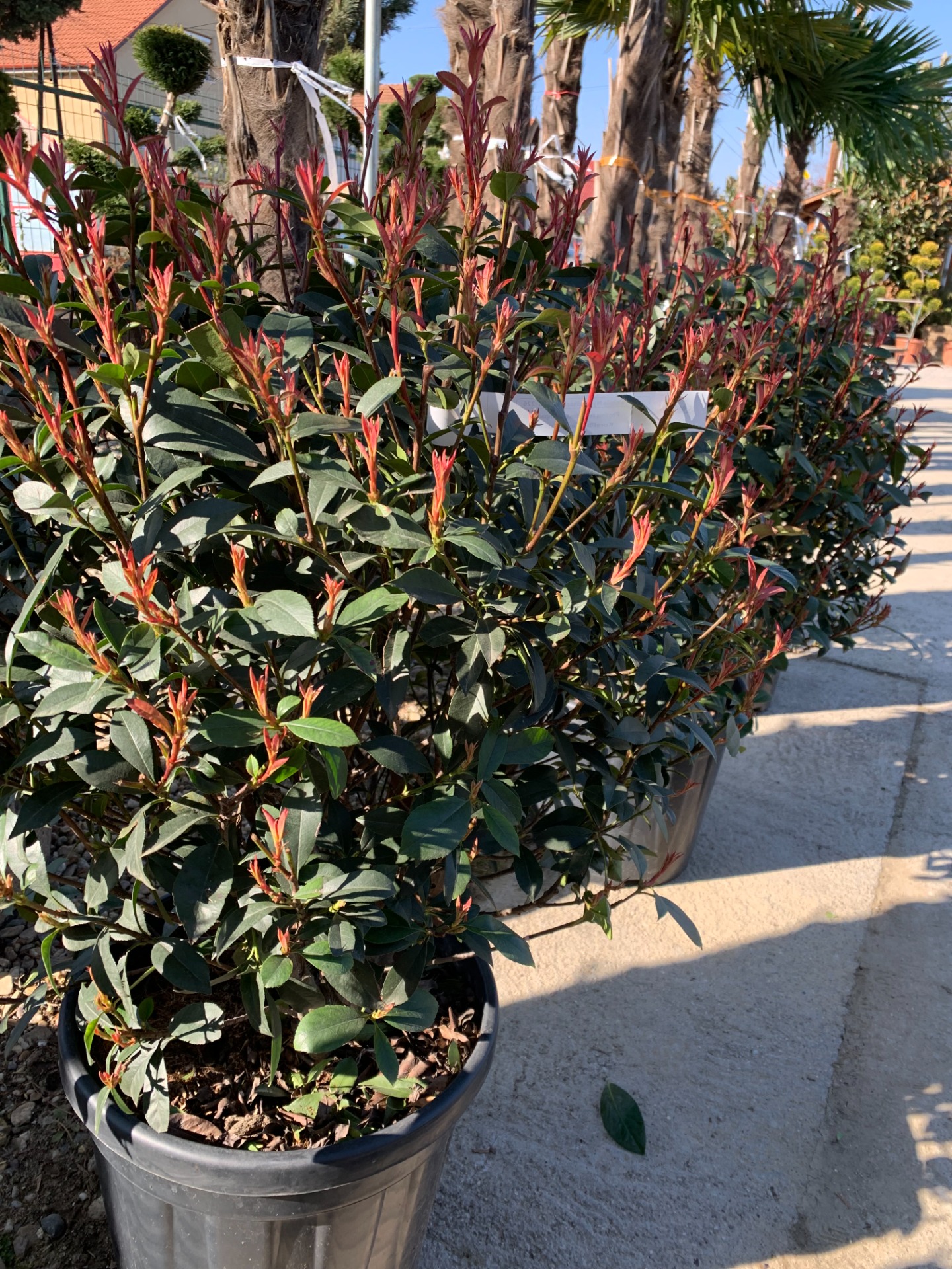 Korallberkenye gömb (Photinia fr. Robusta Compacta gömb) :: Larixfaiskola