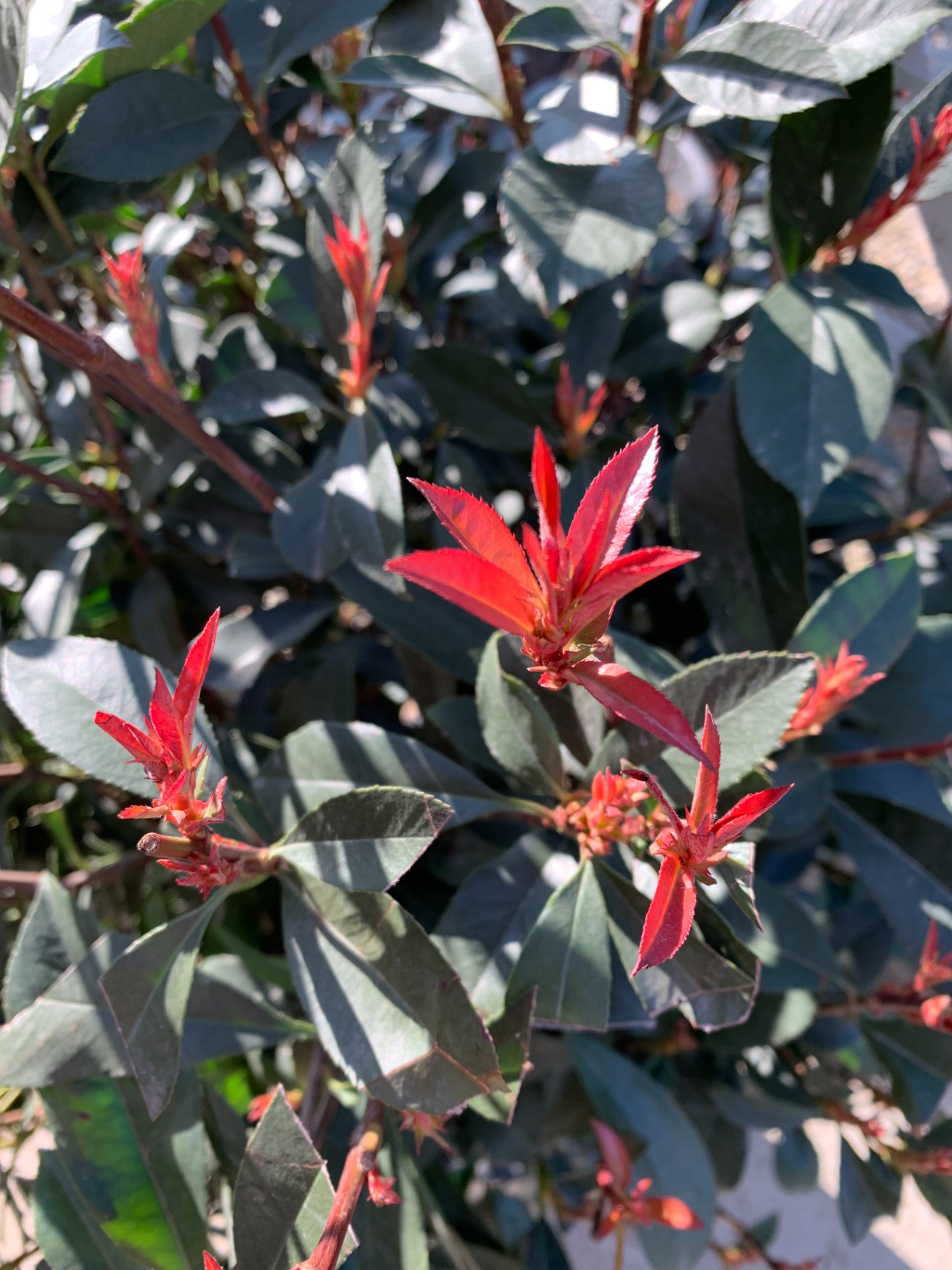 Korallberkenye gömb (Photinia fr. Robusta Compacta gömb) :: Larixfaiskola