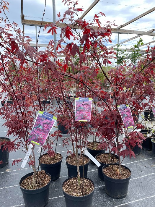 Japán juhar (Acer palmatum 'Atropurpureum') :: Larixfaiskola