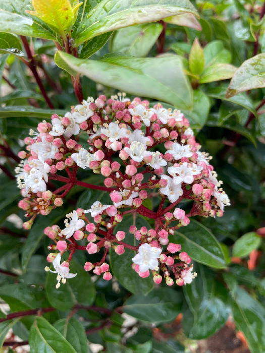 Téli bangita (Viburnum tinus mini fusto) :: Larixfaiskola