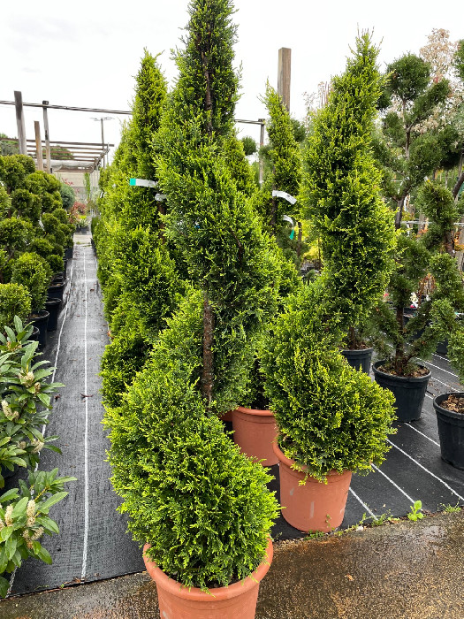 Arany leyland ciprus spirál (Cupressocyparis leylandii Castlewellan ...