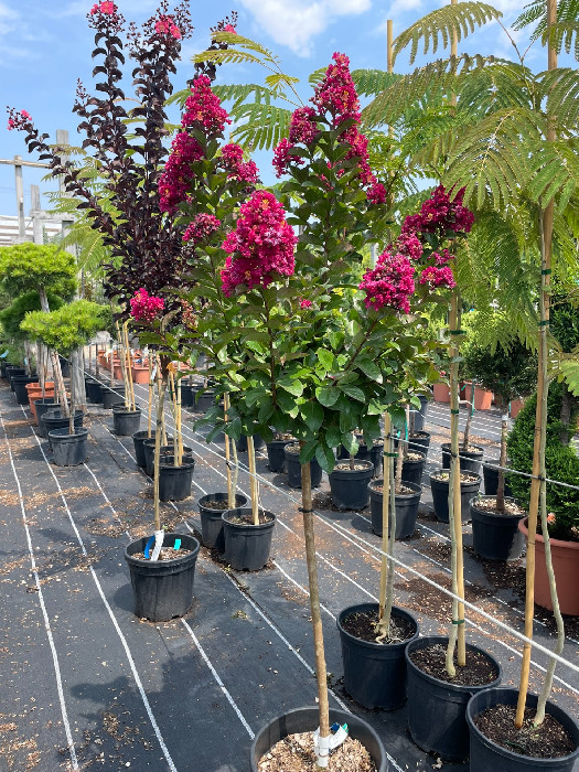 Kínai selyemmirtusz (Lagerstroemia ind. 'Berry dazzle') :: Larixfaiskola