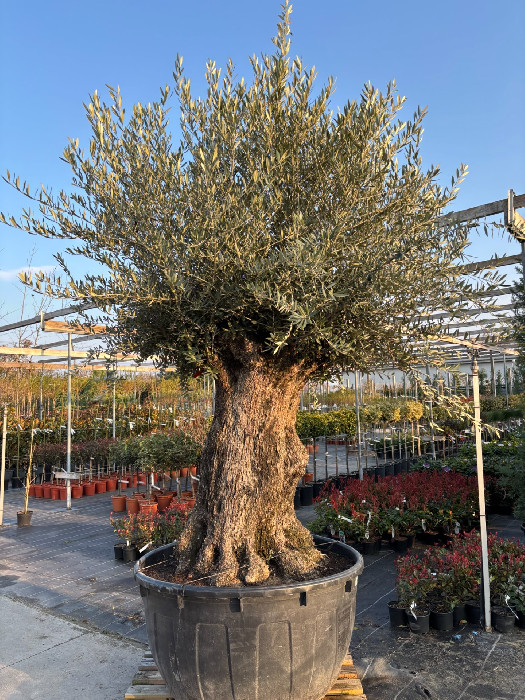 Olajfa :: Larixfaiskola